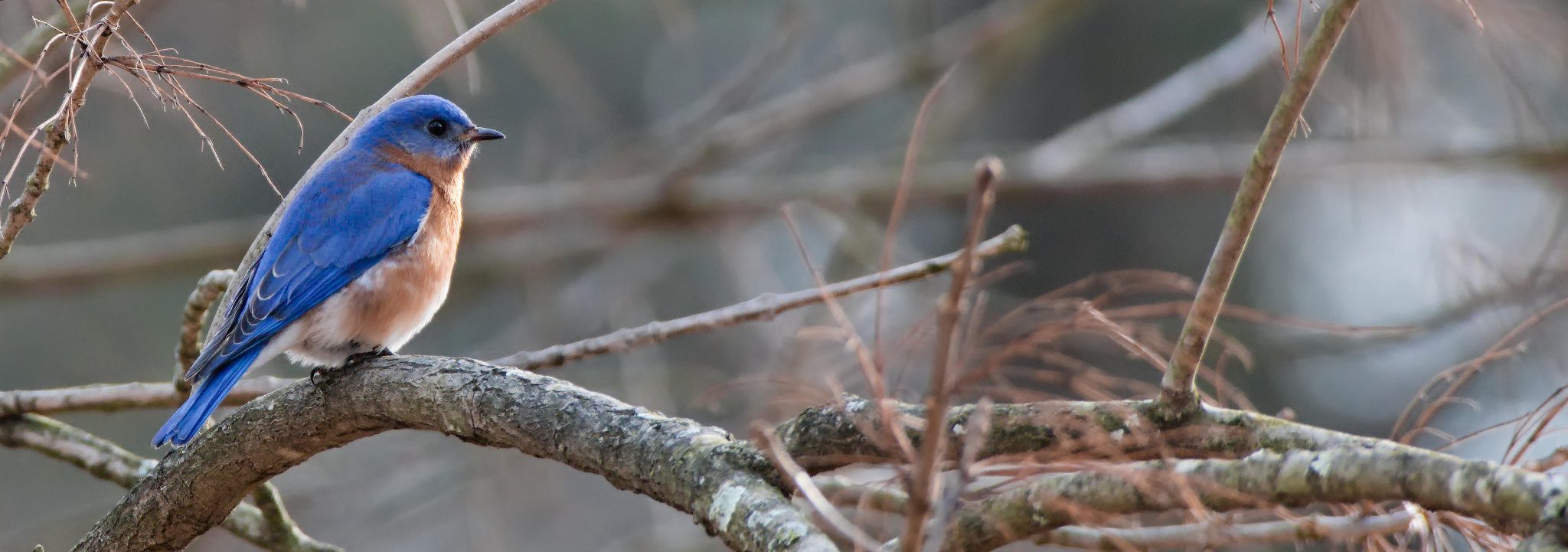 Bluebird Nestbox Program – Birding Club of Delaware County